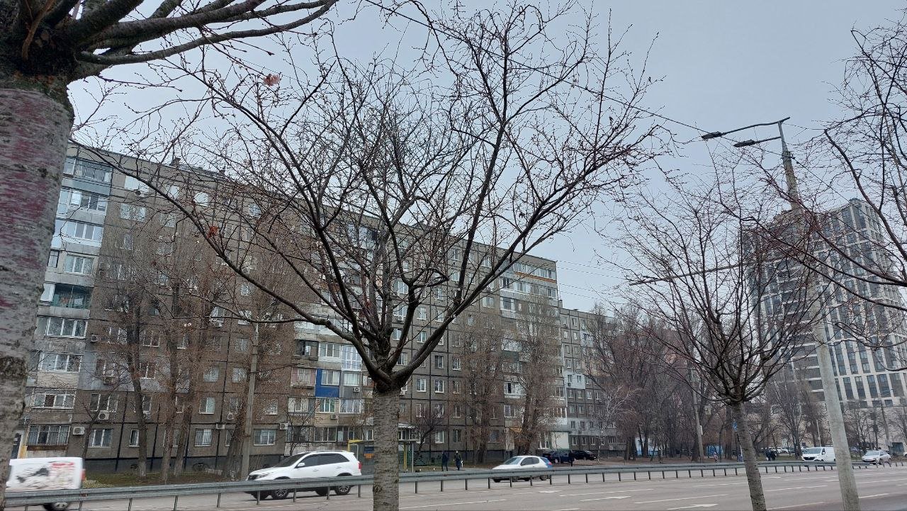 У Дніпрі на Перемозі посеред січня розквітнули сакури. Читайте на UKR.NET